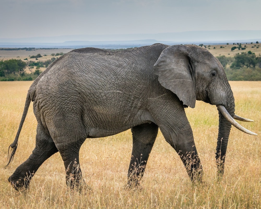 Ear to the Ground: Locating Elephants Using Ground Vibrations - British ...
